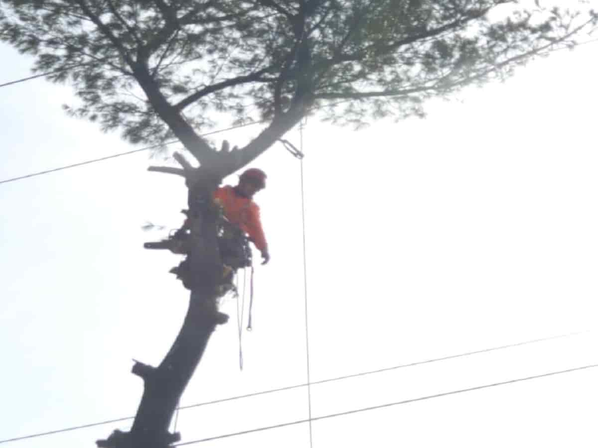 Professional Tree Pruning Services - Leo's Tree Service