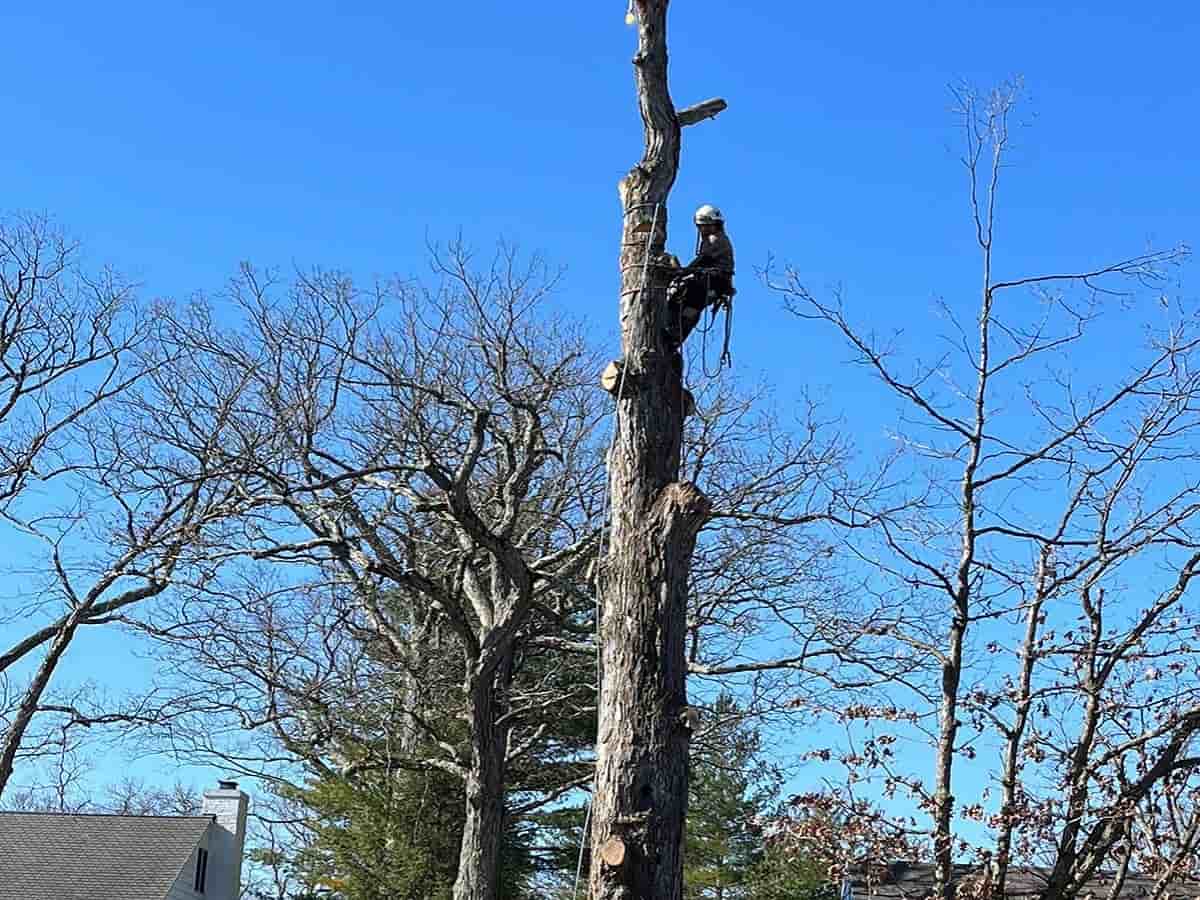 Professional Tree Trimming Services Near You - Leo's Tree Service